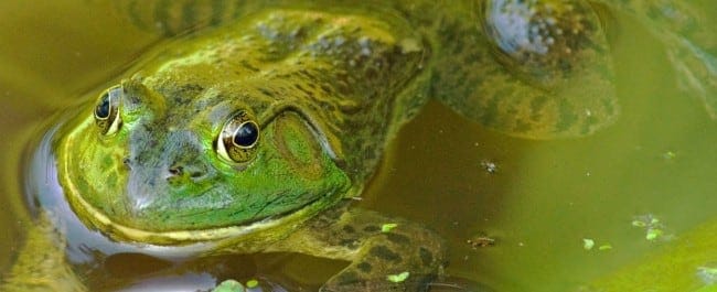 The Nature Institute Frog Walk - The Nature Institute